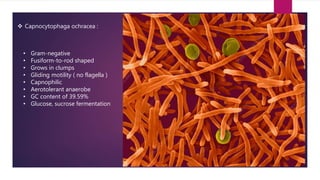Unusual gram negative bacteria | PPT