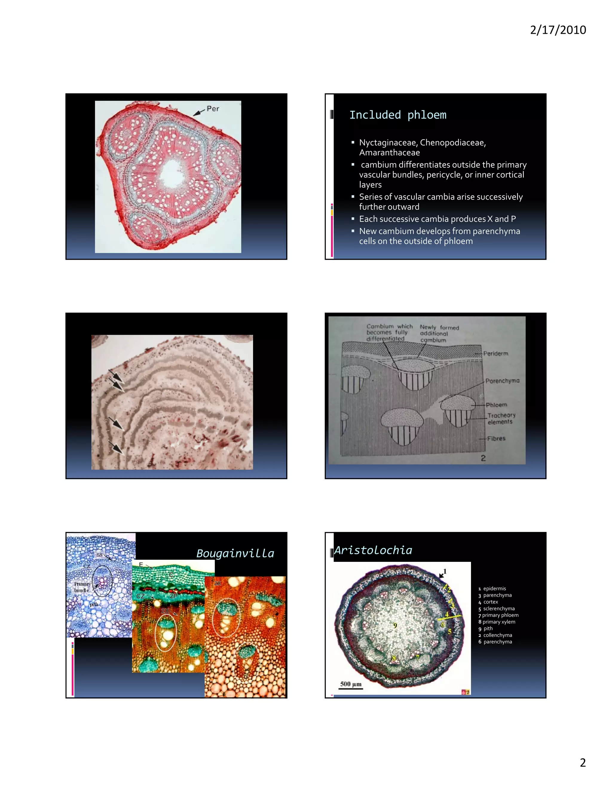 Unusual Secondary Growth | PDF