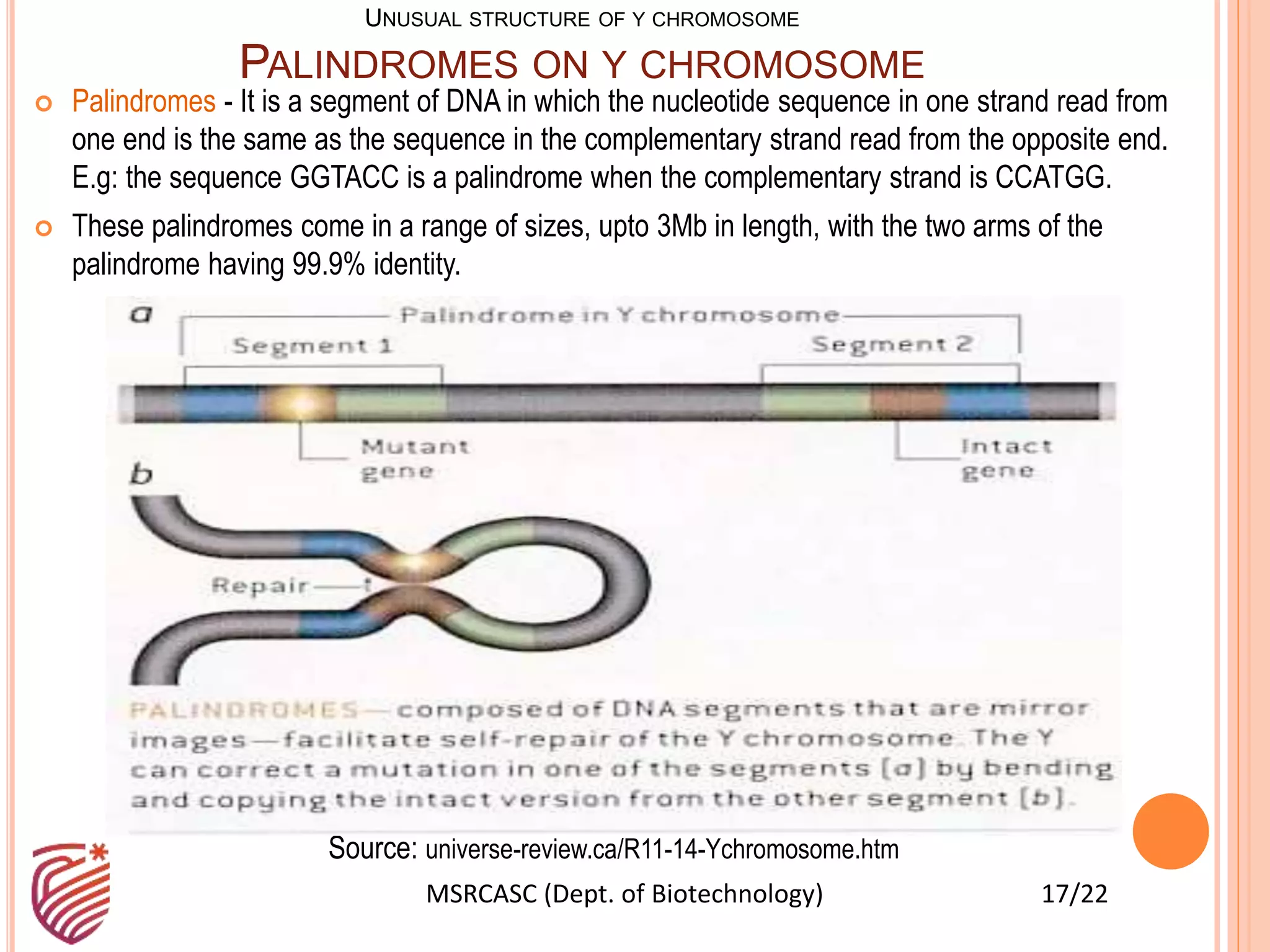Unusual struc of y chromosome | PPTX