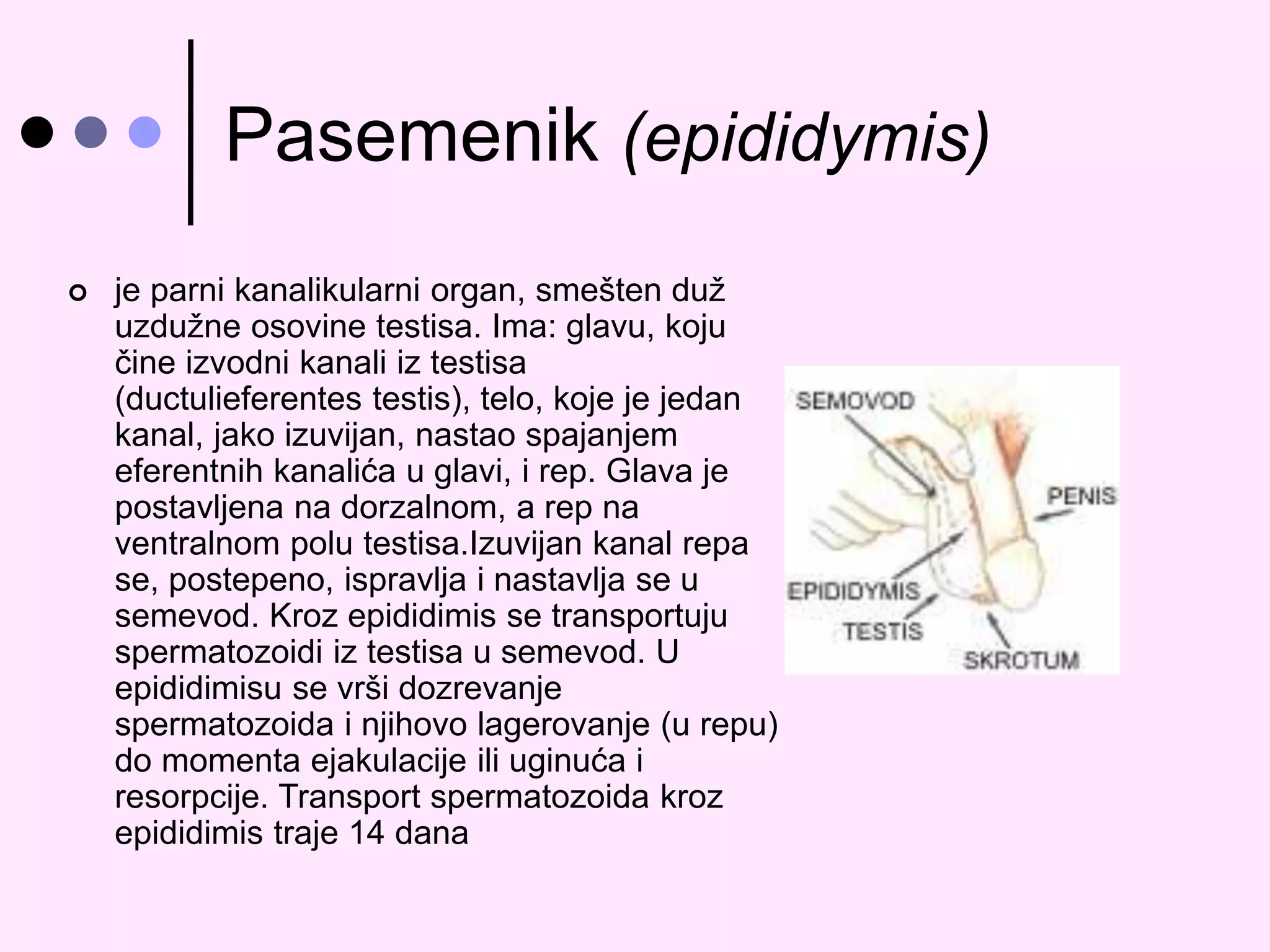 Unutrasnjiispoljasnjizenskiimuskipolniorganij | PPT
