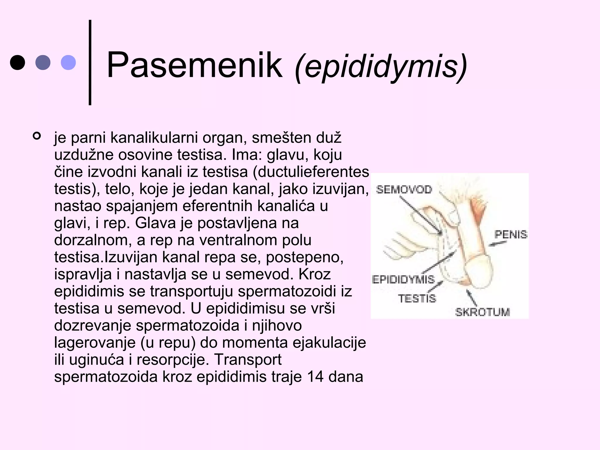 Unutrasnji i spoljasnji zenski i muski polni organi Jovana Jovanovic | PPT