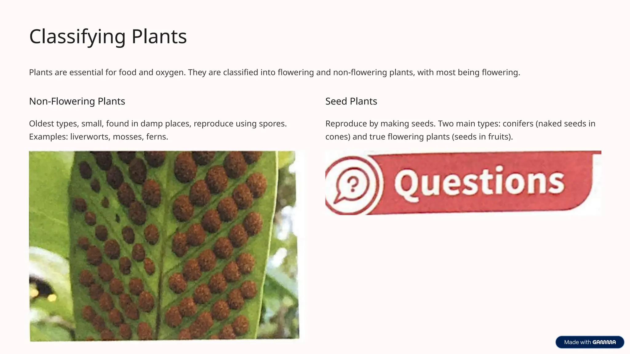 The-Characteristics-and-Classification-of-Organisms.pptx