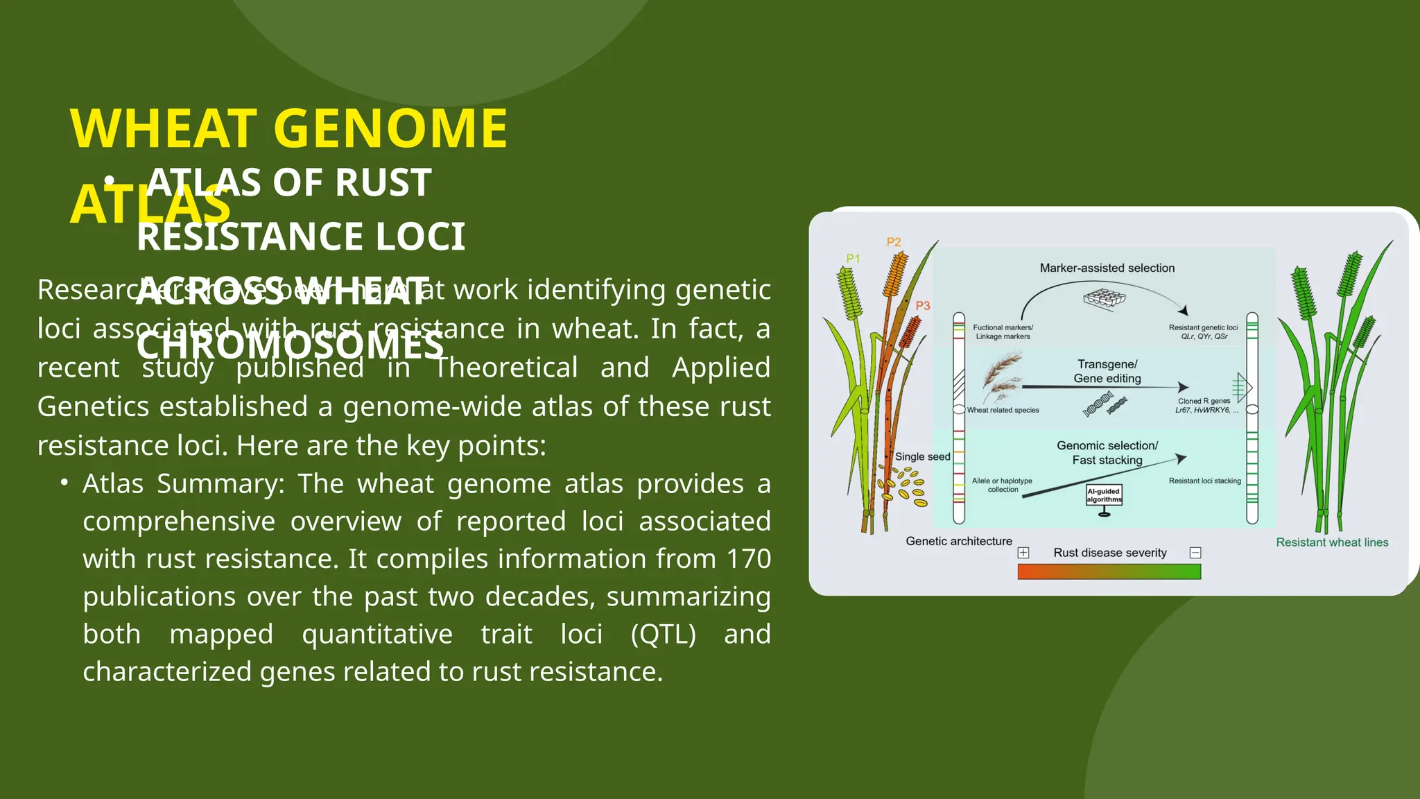 Unveiling Mechanisms and Genetic Prospects in Wheat Rust Resistance 3.pptx