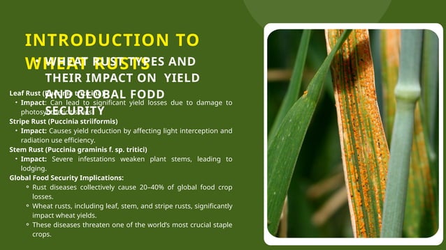 Unveiling Mechanisms and Genetic Prospects in Wheat Rust Resistance 3.pptx