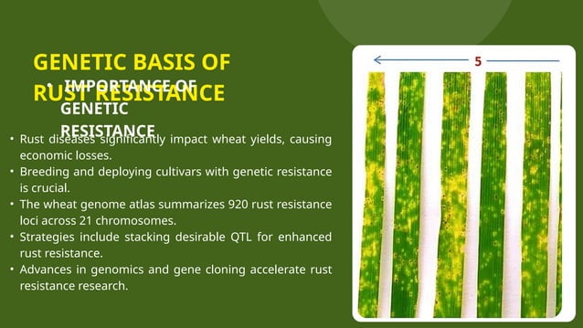 Unveiling Mechanisms and Genetic Prospects in Wheat Rust Resistance 3.pptx