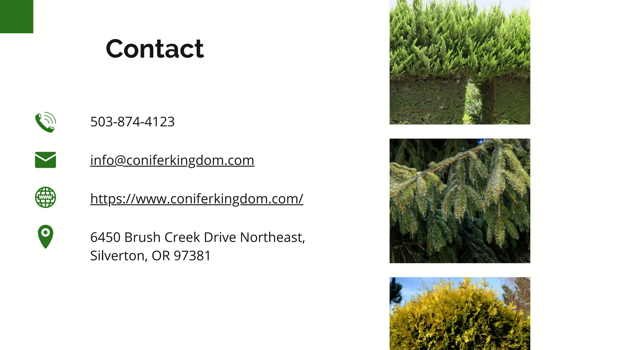 Lemon Cypress Hedges: Illuminating Your Landscape with Vibrant Greenery ...
