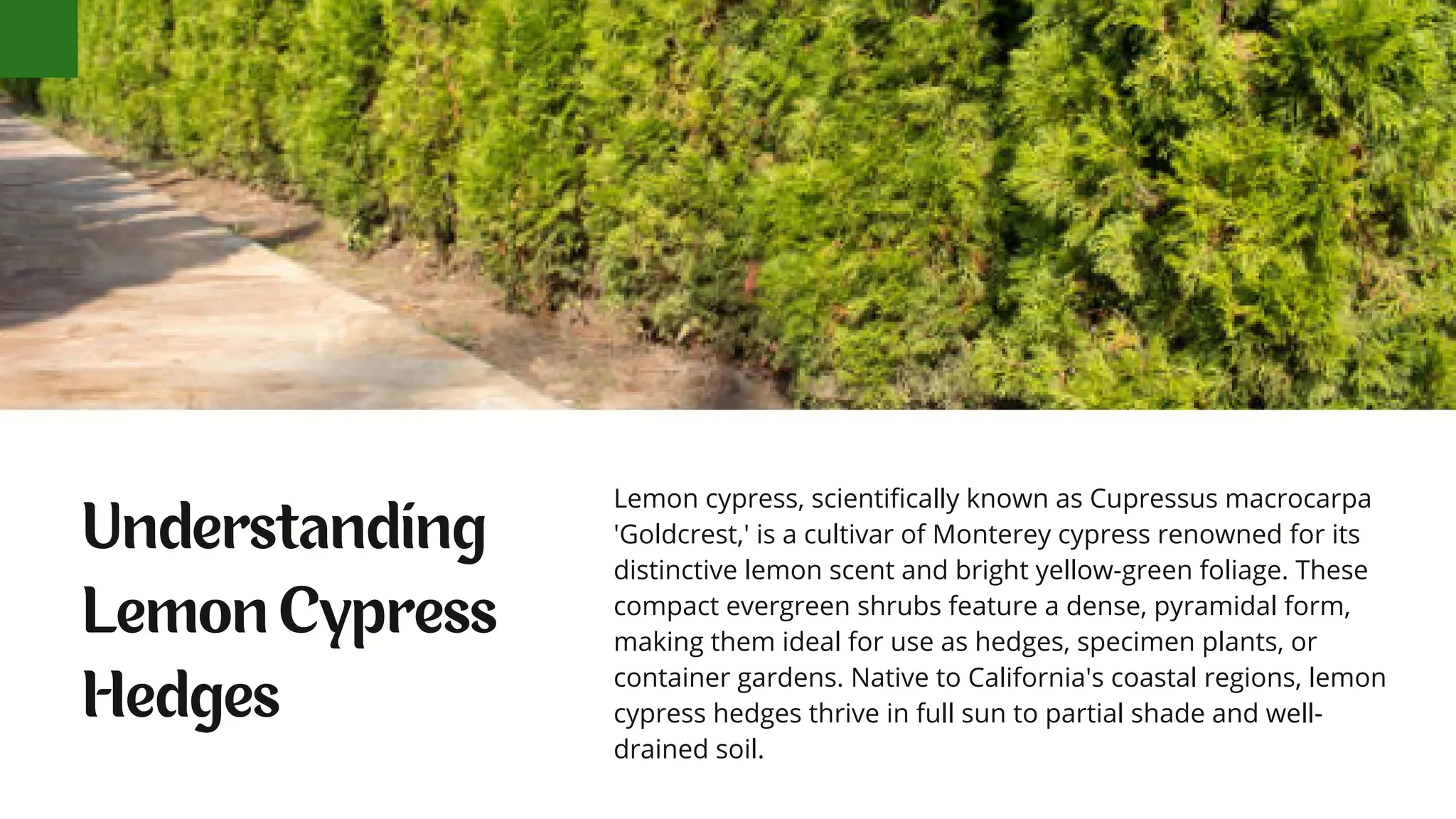 Lemon Cypress Hedges: Illuminating Your Landscape with Vibrant Greenery ...
