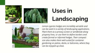 Lemon Cypress Hedges: Illuminating Your Landscape with Vibrant Greenery ...