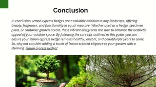Lemon Cypress Hedges: Illuminating Your Landscape with Vibrant Greenery ...