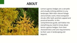 Lemon Cypress Hedges: Illuminating Your Landscape with Vibrant Greenery ...