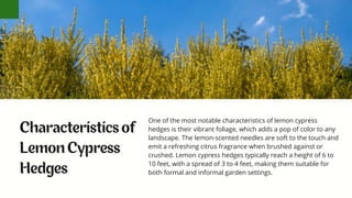 Lemon Cypress Hedges: Illuminating Your Landscape with Vibrant Greenery ...