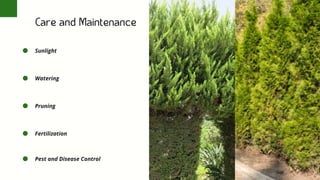 Lemon Cypress Hedges: Illuminating Your Landscape with Vibrant Greenery ...
