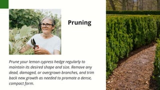 Lemon Cypress Hedges: Illuminating Your Landscape with Vibrant Greenery ...