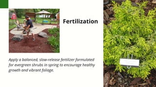 Lemon Cypress Hedges: Illuminating Your Landscape with Vibrant Greenery ...