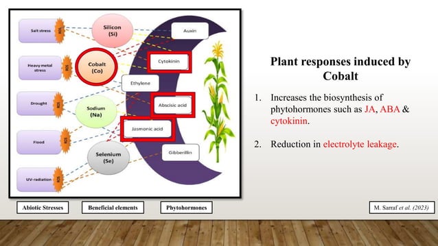 Unveiling The Crucial Role Of Cobalt In Plant | PPT