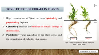 Unveiling The Crucial Role Of Cobalt In Plant | PPTX