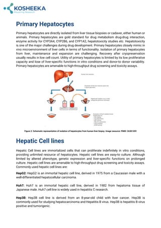 Unveiling the Power of Hepatocytes: The Cornerstone of Liver Research ...