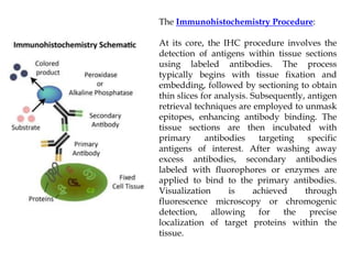 Unveiling the Power of Immunohistochemistry Decoding the Procedure and ...