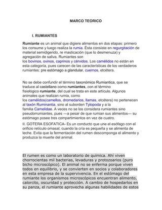 anatomia del sistema poligastrico | DOCX