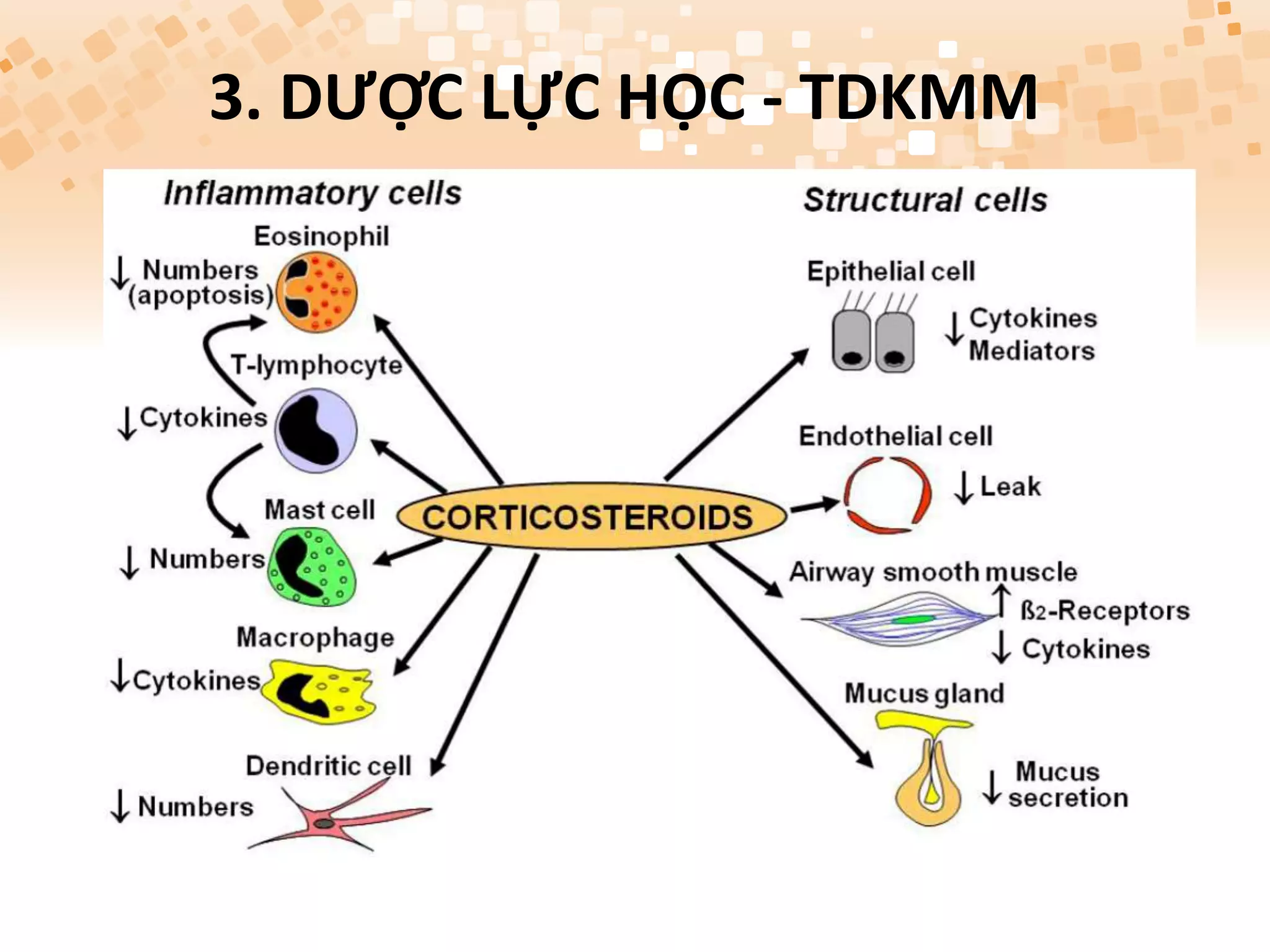 Adverse effects of Corticosteroids - Tác dụng KMM của các Glucocorticoid | PPTX