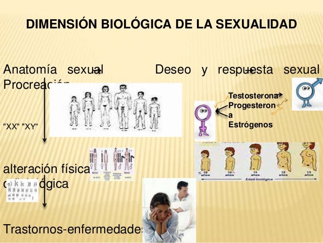 Sexualidad Humana Componentes Y Relaciones Interpersonales