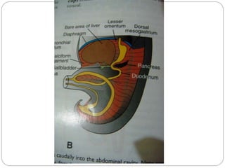 Development of Liver and Gall bladder | PPTX