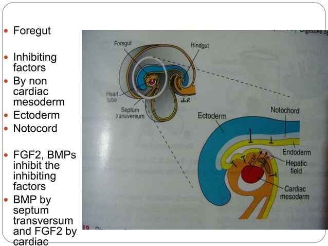 Development of Liver and Gall bladder | PPTX | Pregnancy | Reproductive ...