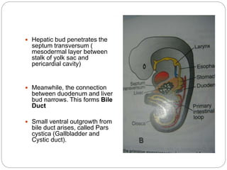 Development of Liver and Gall bladder | PPTX