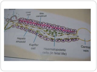 Development of Liver and Gall bladder | PPTX