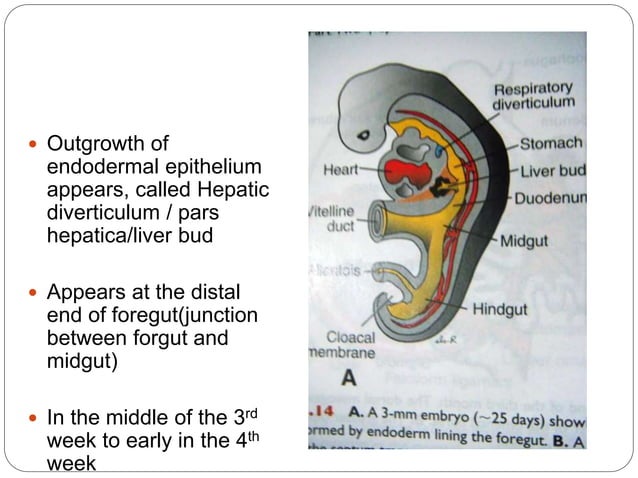 Development of Liver and Gall bladder