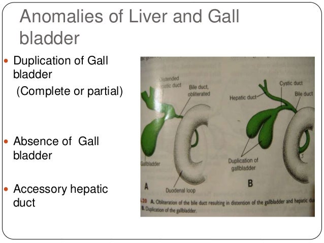 Development of Liver and Gall bladder