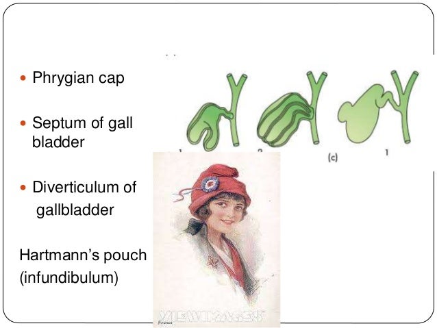 Development of Liver and Gall bladder