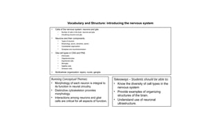 Vocabulary and Structure - Nervous System | PPTX