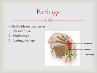 Upaep faringe | PPTX