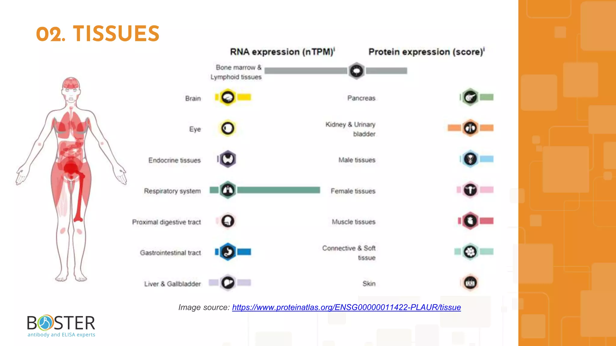 Learn uPAR in 3 minutes | Urokinase plasminogen activator surface ...