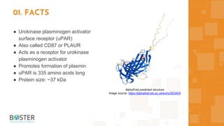 Learn uPAR in 3 minutes | Urokinase plasminogen activator surface ...