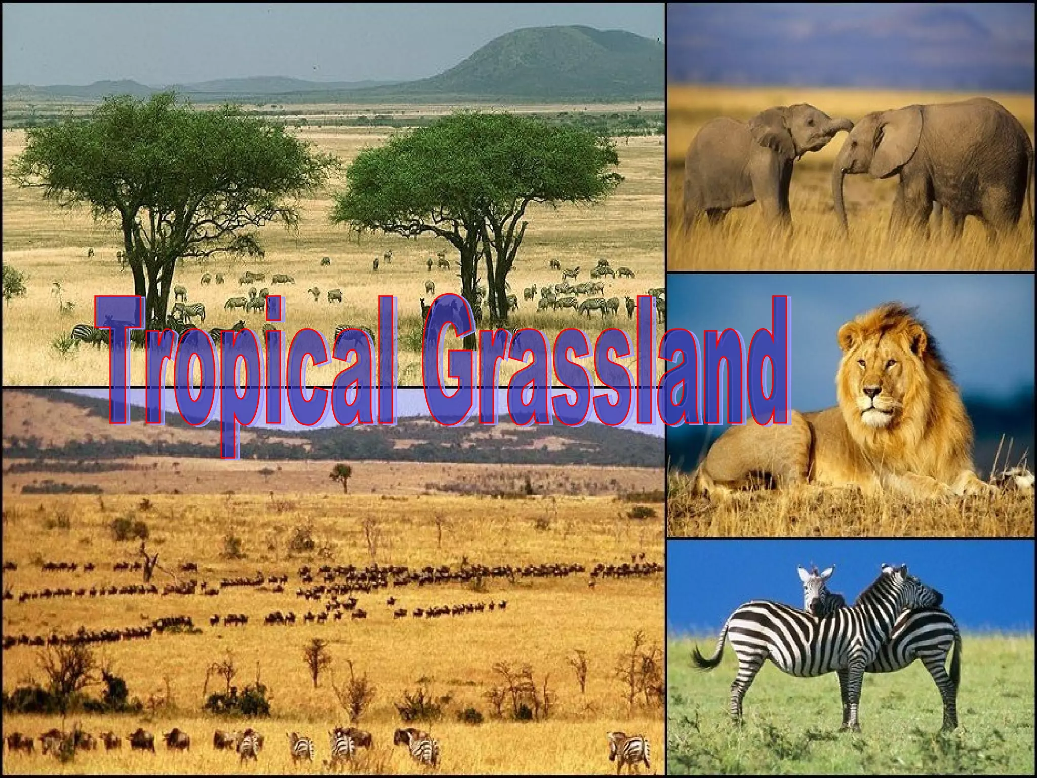 TROPICAL GRASSLANDS | PPT