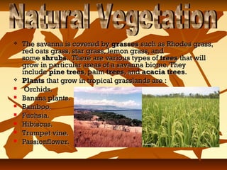 Tropical Grassland Natural Vegetation