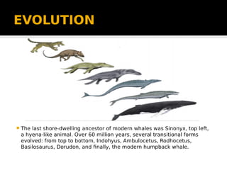 Evolution | PDF