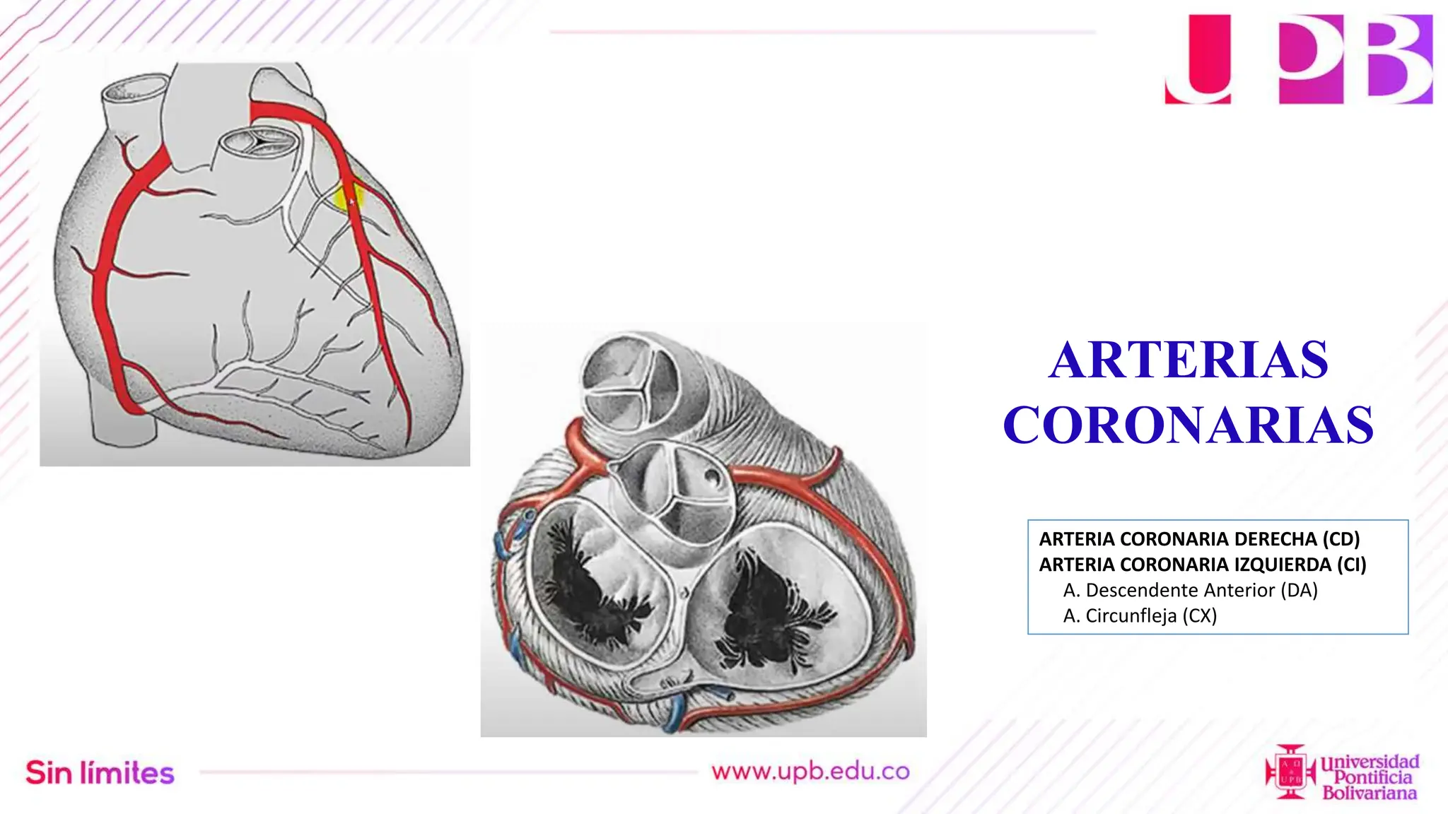 Vascularizacion Coronaria. Arterias, venas y linfáticos del Corazón ...