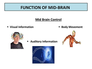 Mid Brain Activation for children | PPTX