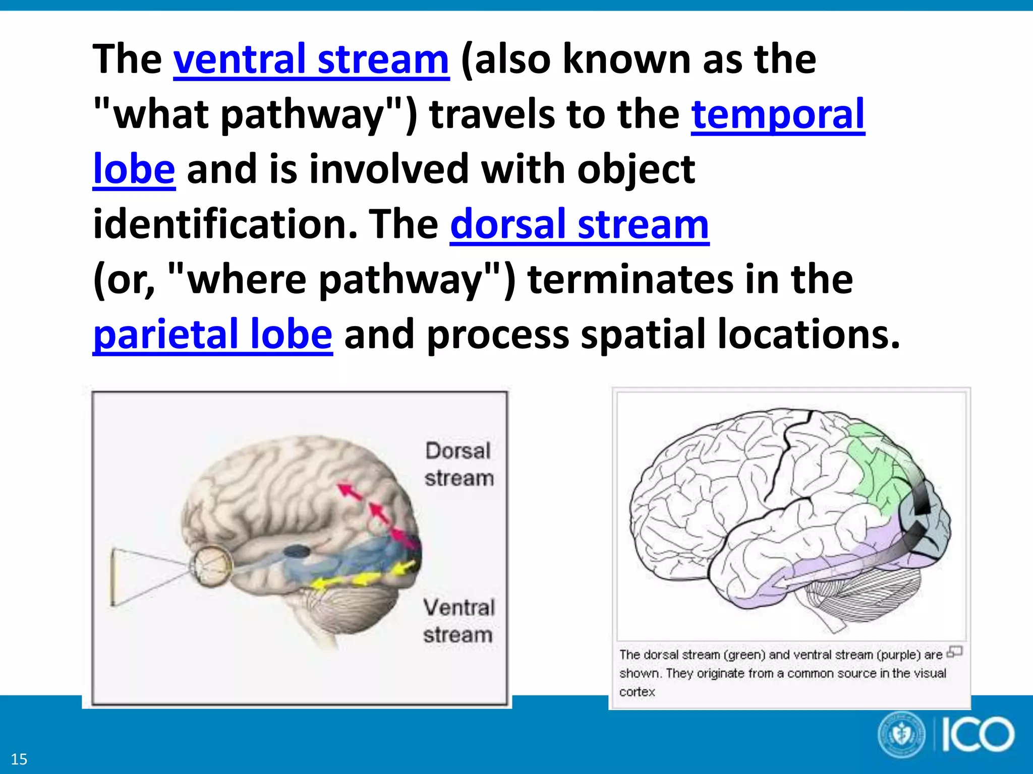 AAO: Pediatric Cortical Visual Impairment | PPTX