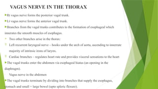 UPDATED-VAGUS NERVE (CNX)- presentation.pptx
