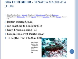 echinodermata updated a-stefanova_e_atanassova_e_tatarova_10_1 | PPT