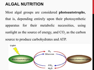 Updated_Algal_Nutrition.pptx environmental Factors | PPTX