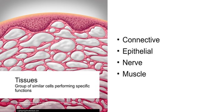Updated Anatomy and Physiology -2025 for Cosmetology | PPTX