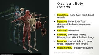 Updated Anatomy and Physiology -2025 for Cosmetology | PPTX