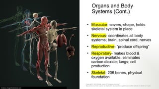 Updated Anatomy and Physiology -2025 for Cosmetology | PPTX
