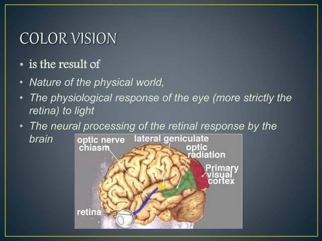 color vision.ppt | Eye and Vision Conditions | Diseases and Conditions