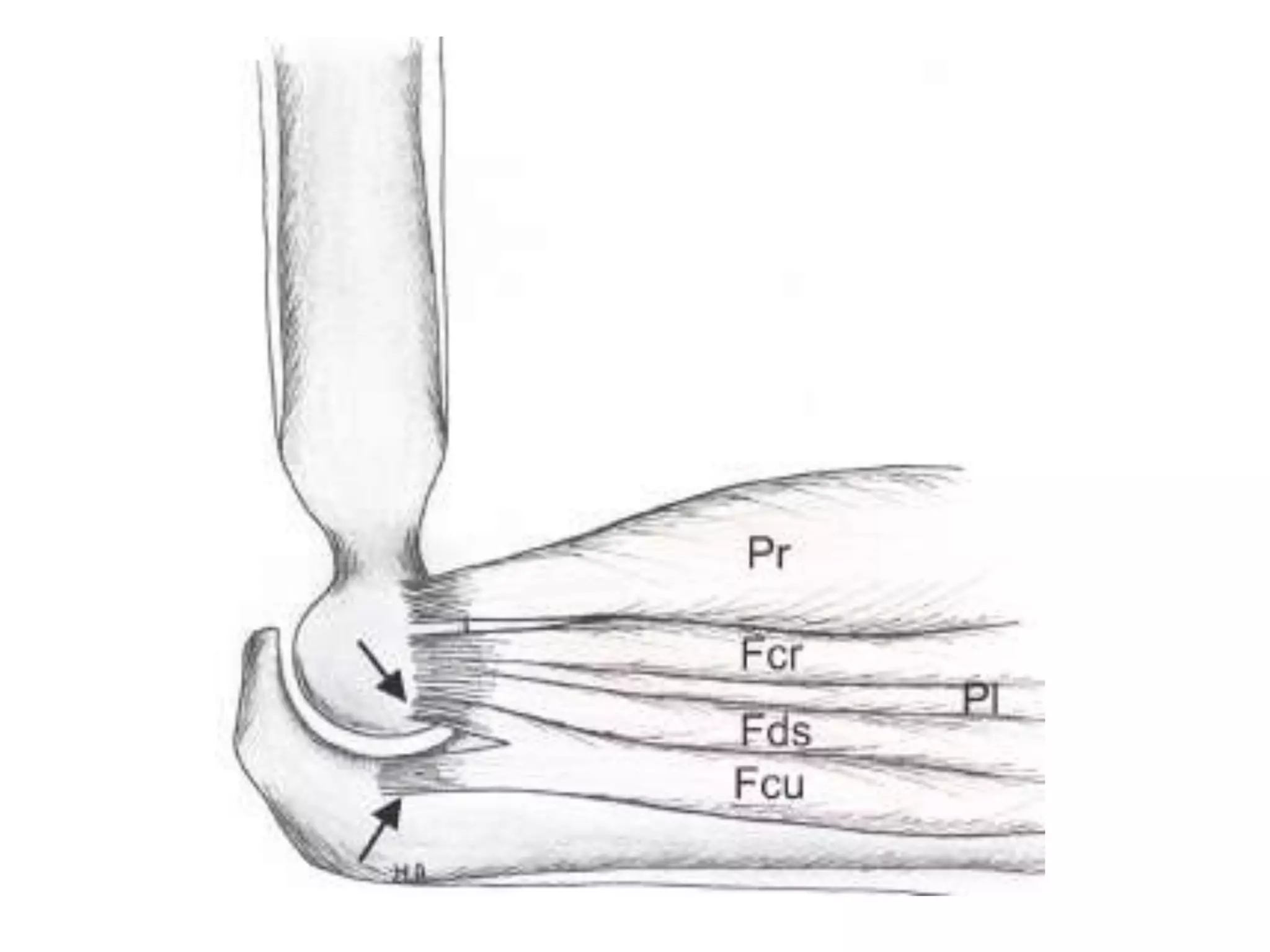 Updated Elbow Musculoskeletal US Examination | PPTX